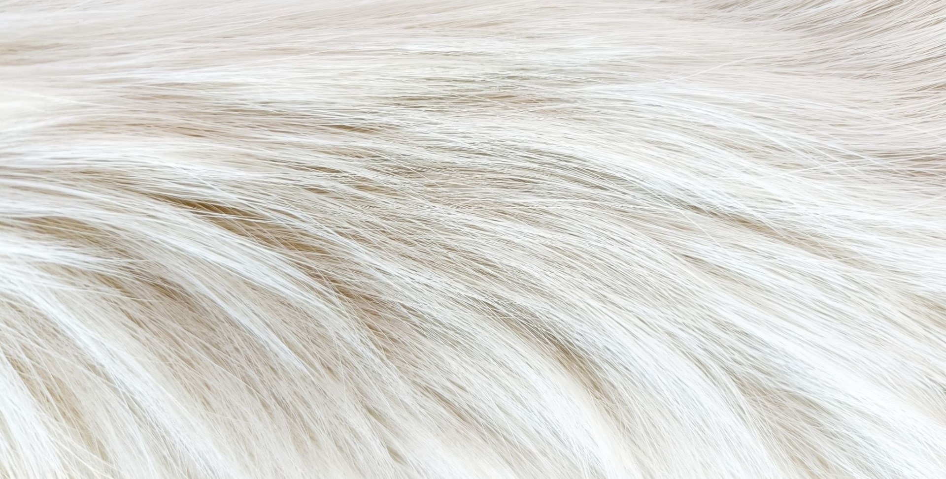 Woof Gang | Appleton Creative