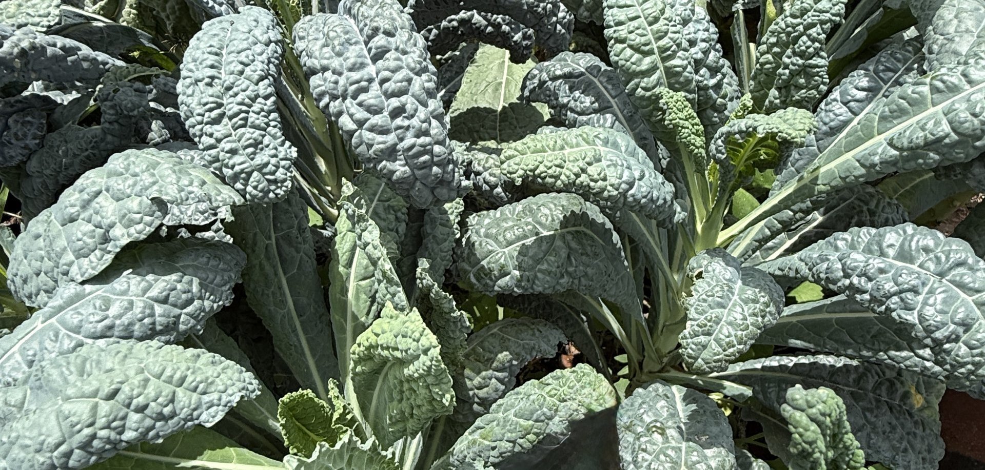How Appleton’s Garden Supports Seniors First